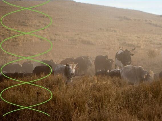 BiomEdit Awarded Grant to Develop Microbiome-Based Solution to Reduce ...